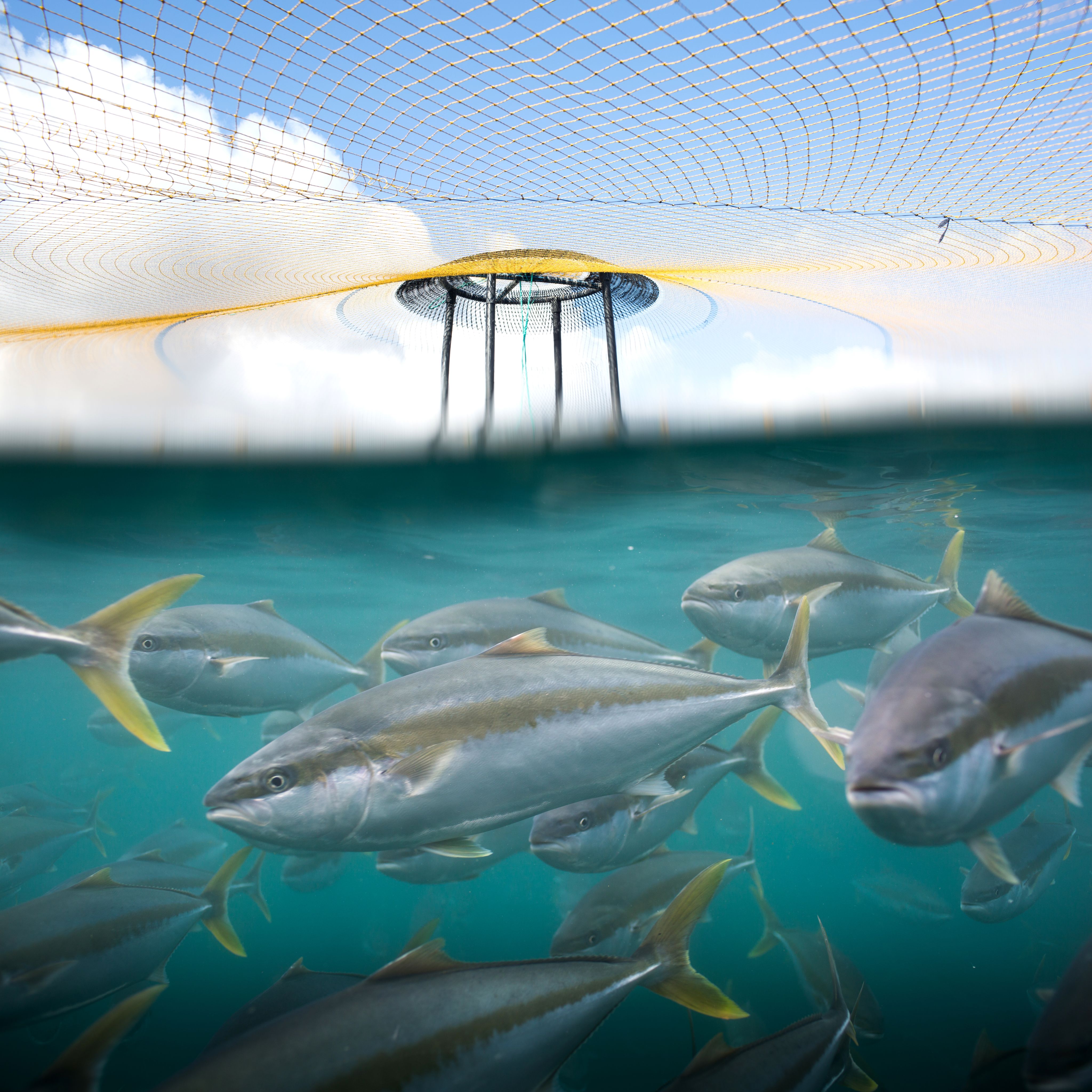 BeNeZe - Kingfish Parasite Management Tool